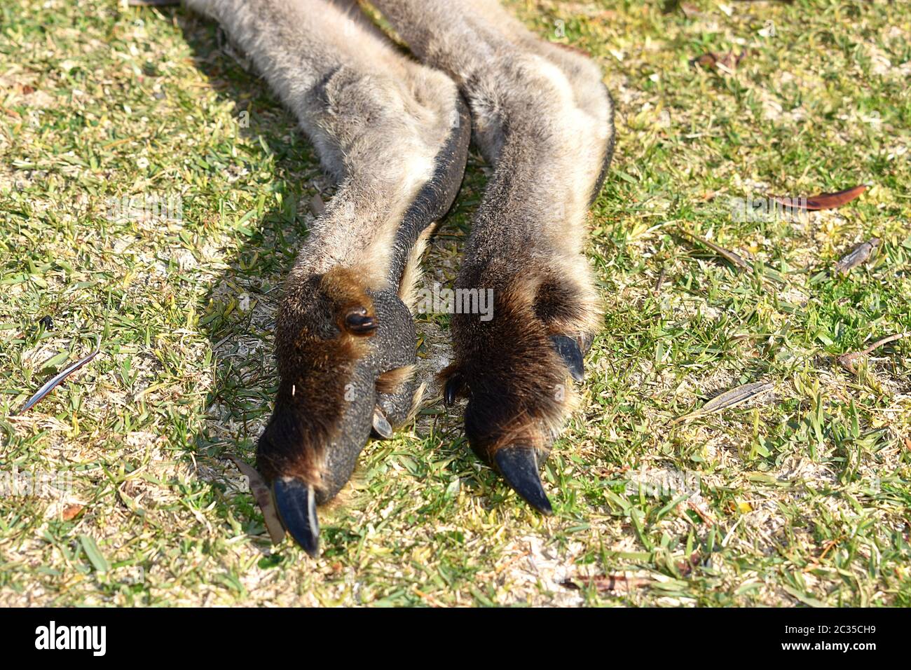 A close up of a kangaroo's feet Stock Photo - Alamy