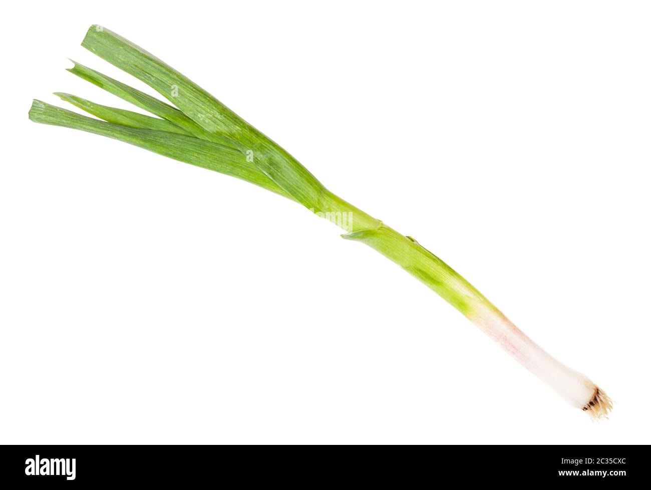 green young spring garlic isolated on white background Stock Photo - Alamy