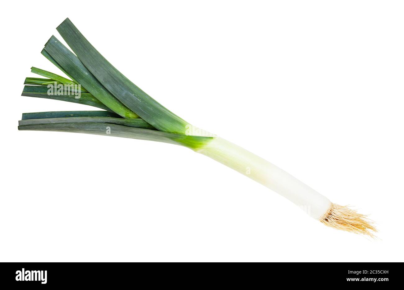 fresh leek with roots isolated on white background Stock Photo - Alamy