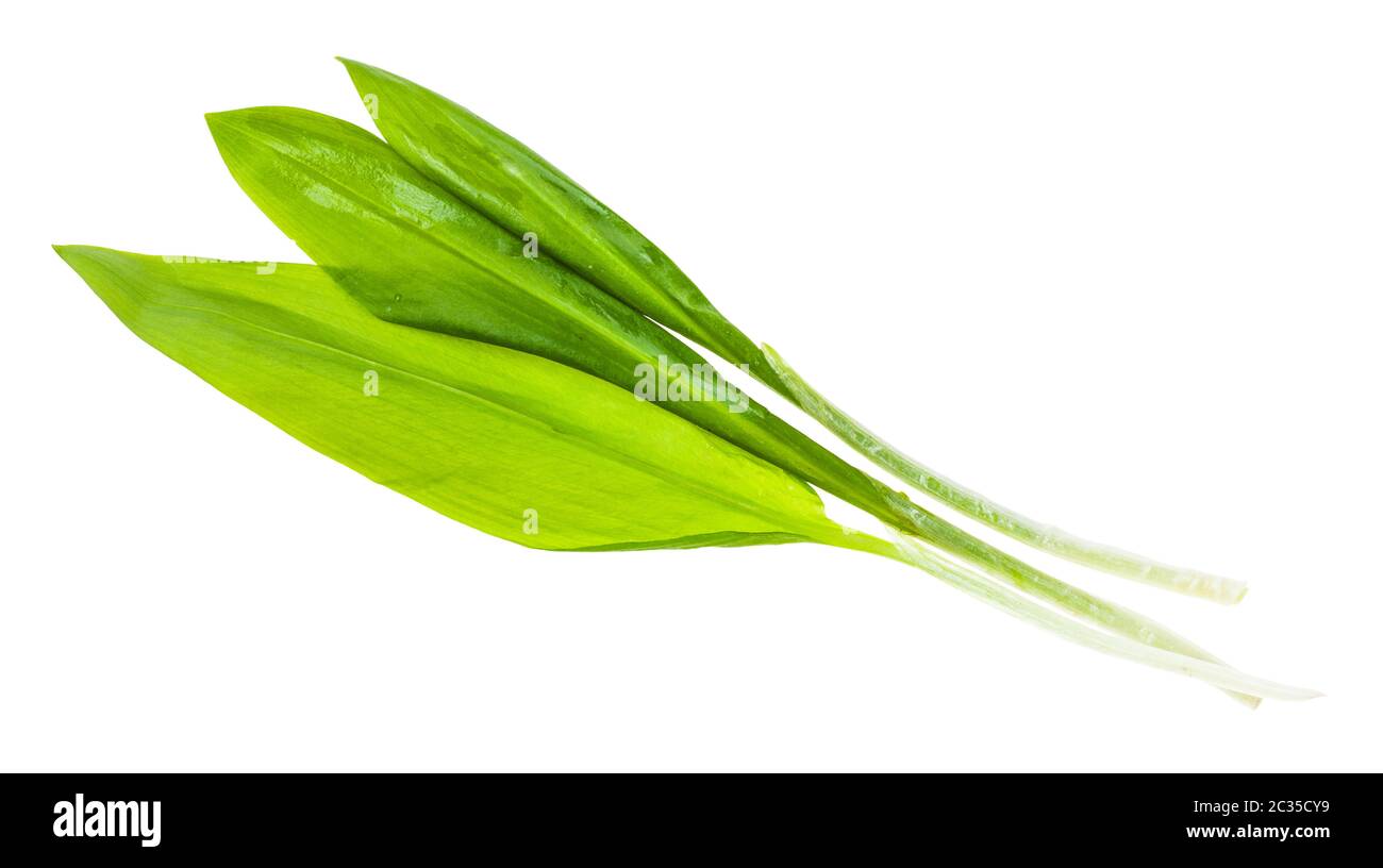 three twigs of fresh wild garlic (ramson) isolated on white background ...