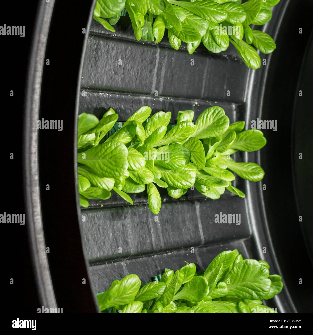 Rotary hydroponic system Stock Photo - Alamy