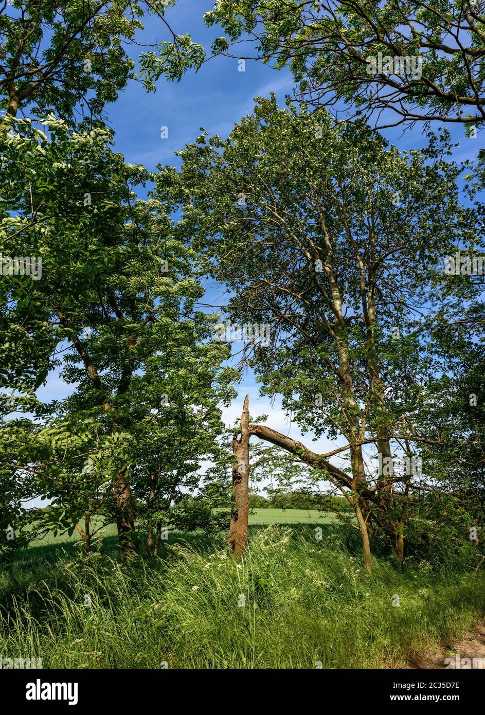 Path near the field hi-res stock photography and images - Alamy