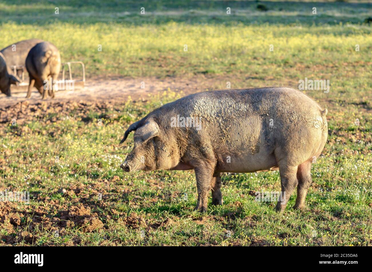 Pig in field hi-res stock photography and images - Alamy