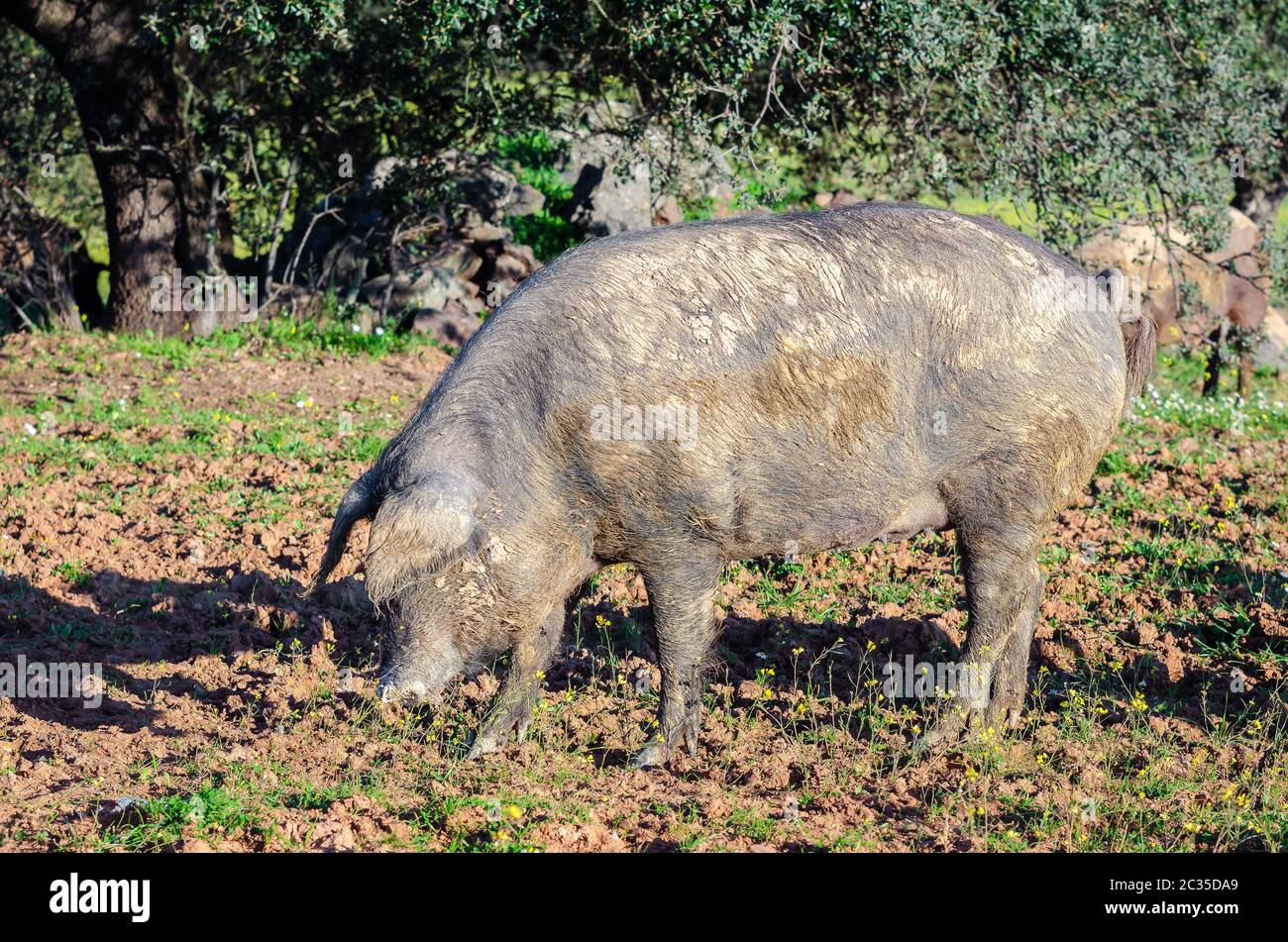 Pig in field hi-res stock photography and images - Alamy