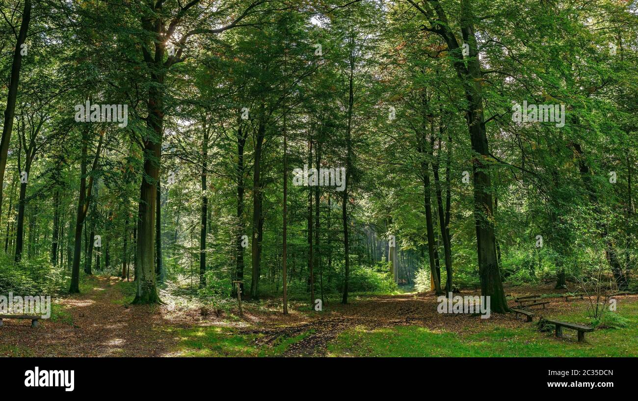 Sun-drenched forest clearing near the Kroneneiche (Crown Oak) not far ...