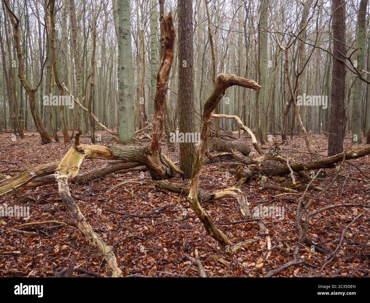 Dried up fallen tree in the forest Stock Photo - Alamy