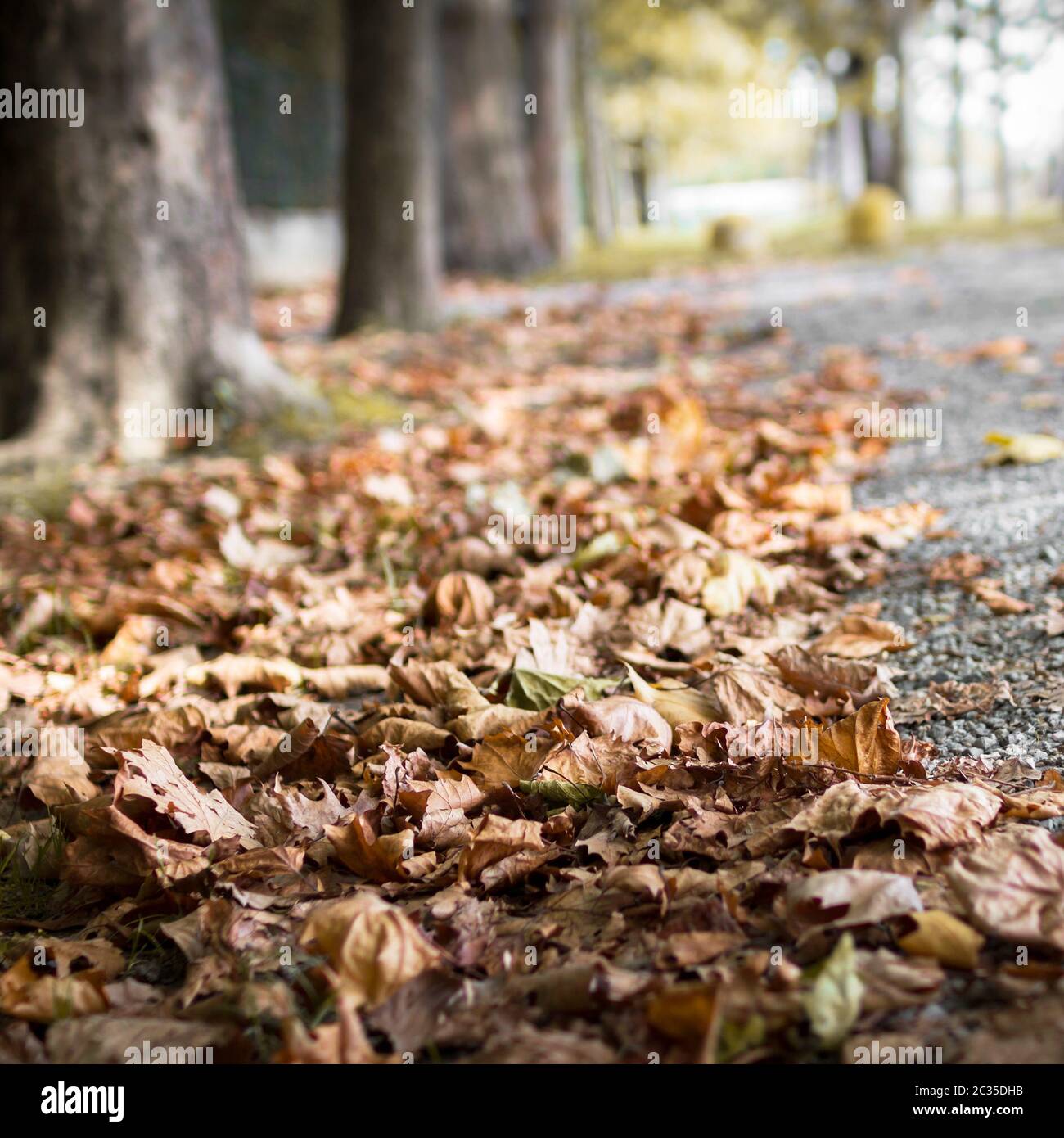 Heap autumn leaves on hi-res stock photography and images - Alamy
