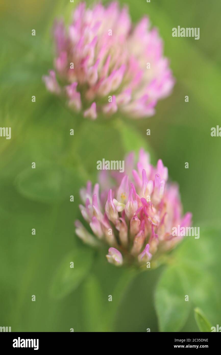Red clover macro. Field grasses. Summer meadow flowers background ...