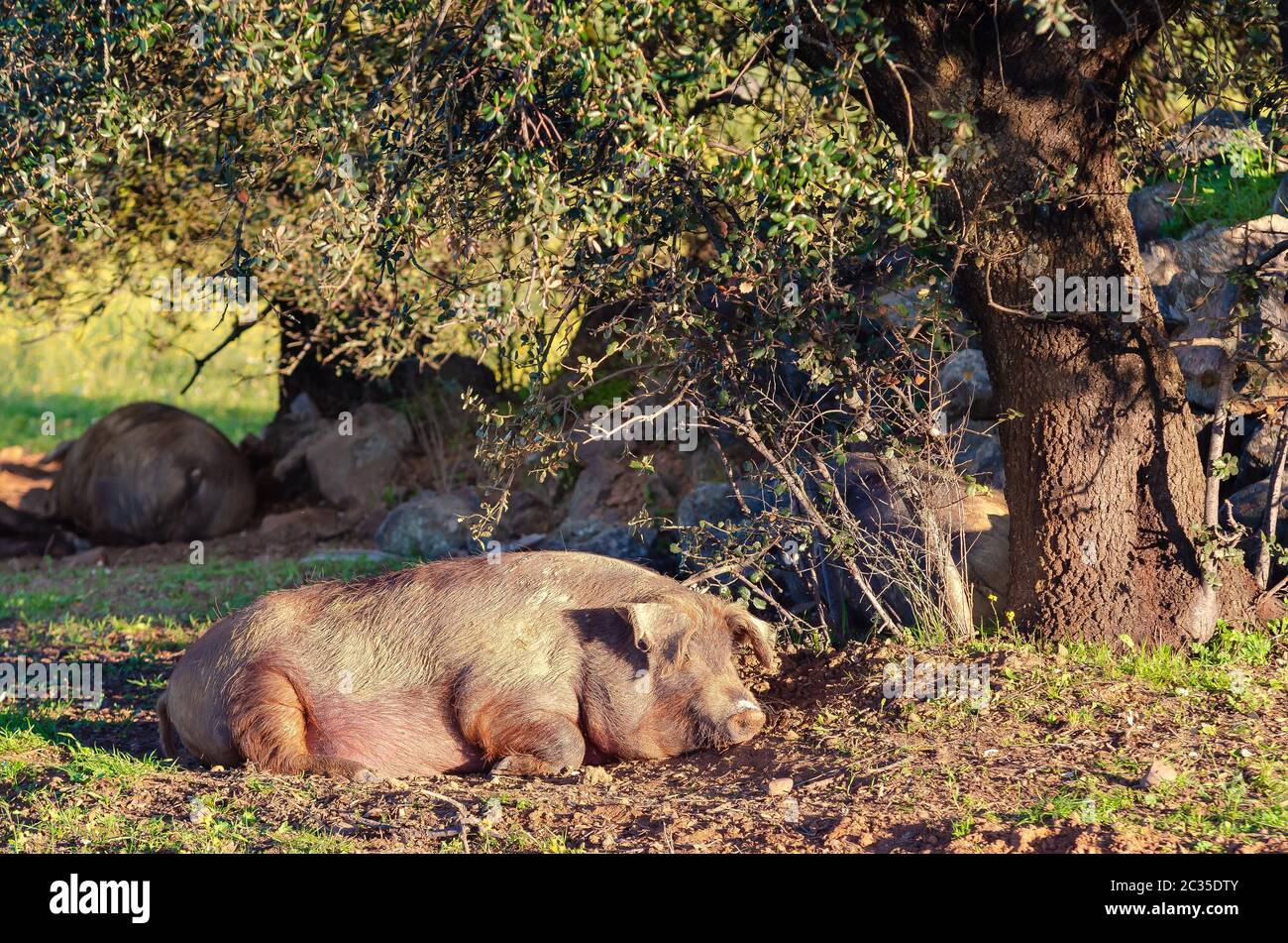 Pig resting hi-res stock photography and images - Alamy