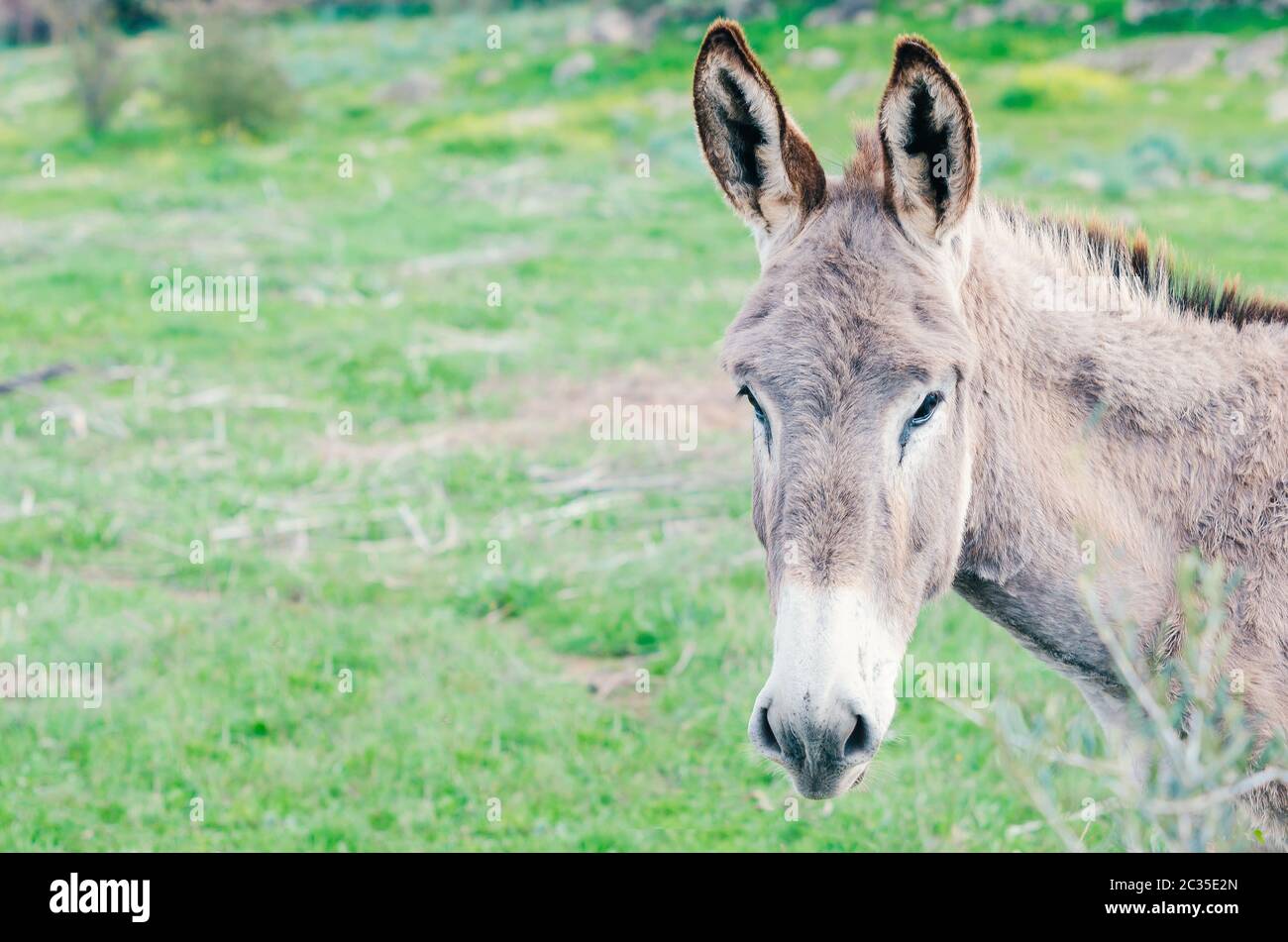 Close up Portrait of a donkey in farming Stock Photo - Alamy
