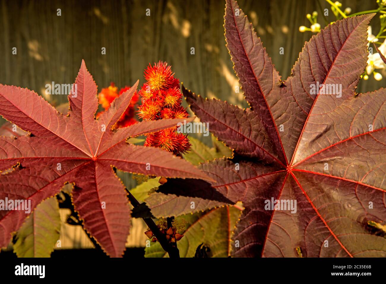 Castor-oil plant with flower Stock Photo - Alamy