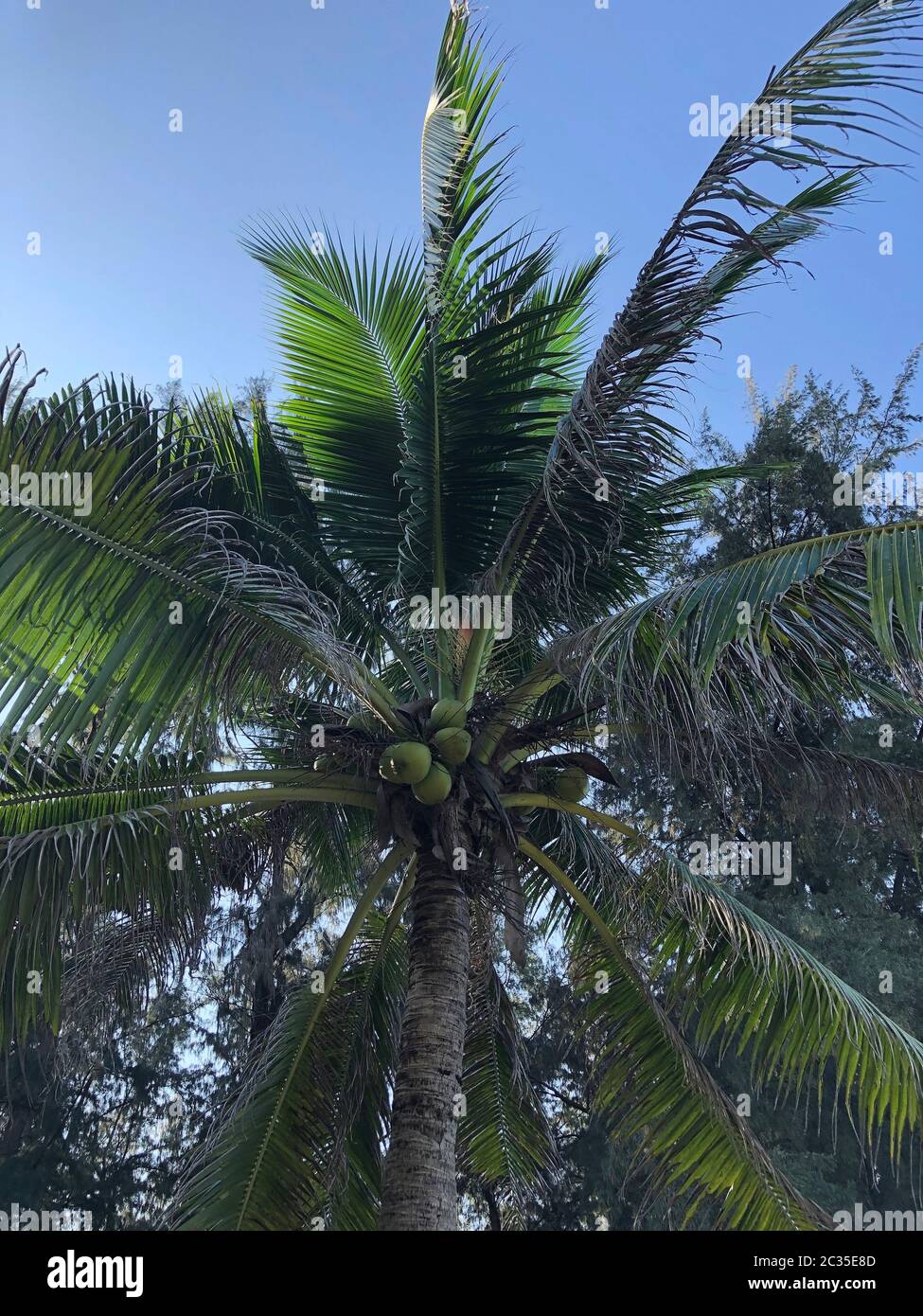Beach and palm trees on the island of Phuket in Thailand Stock Photo ...