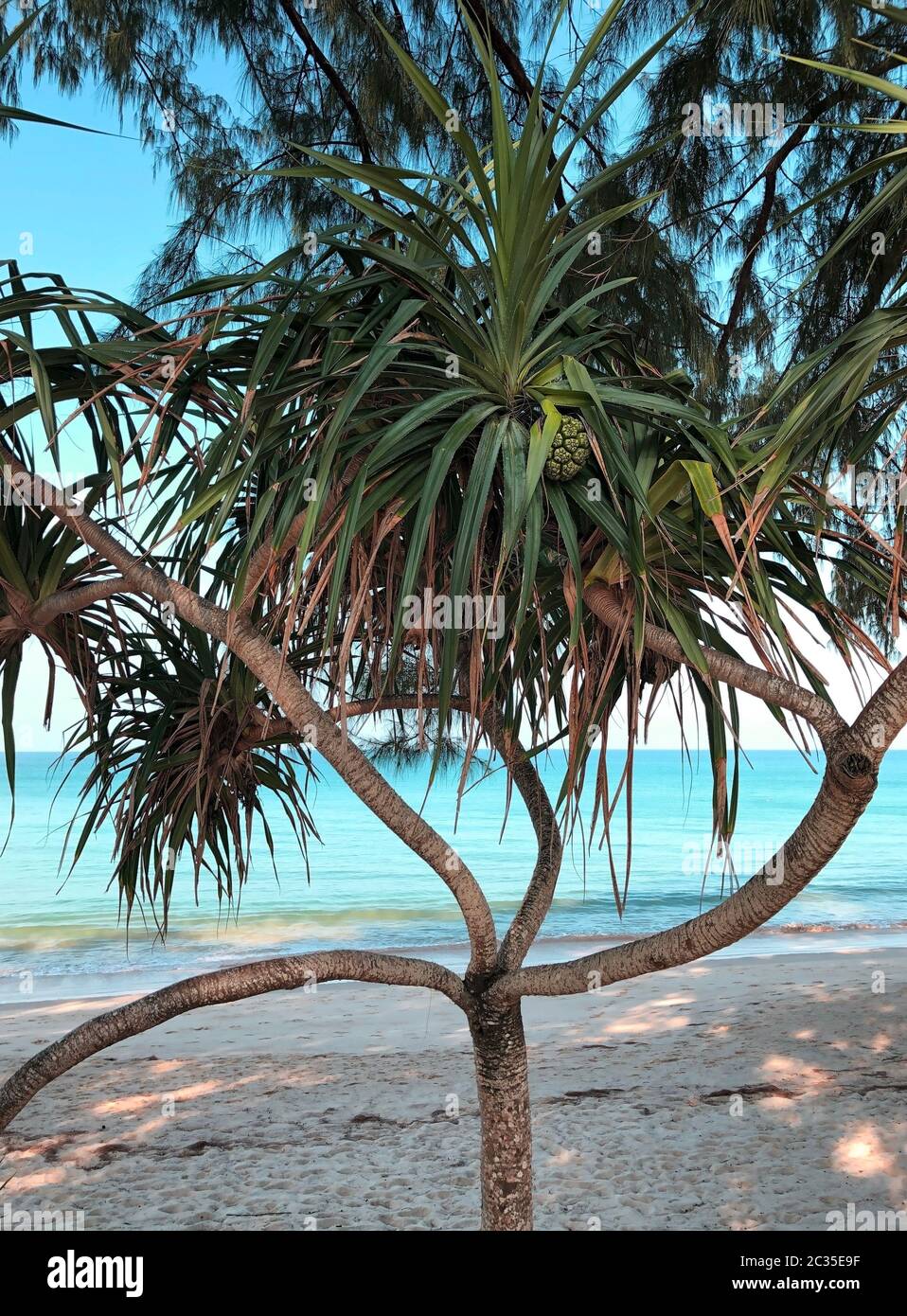 Beach and palm trees on the island of Phuket in Thailand Stock Photo ...