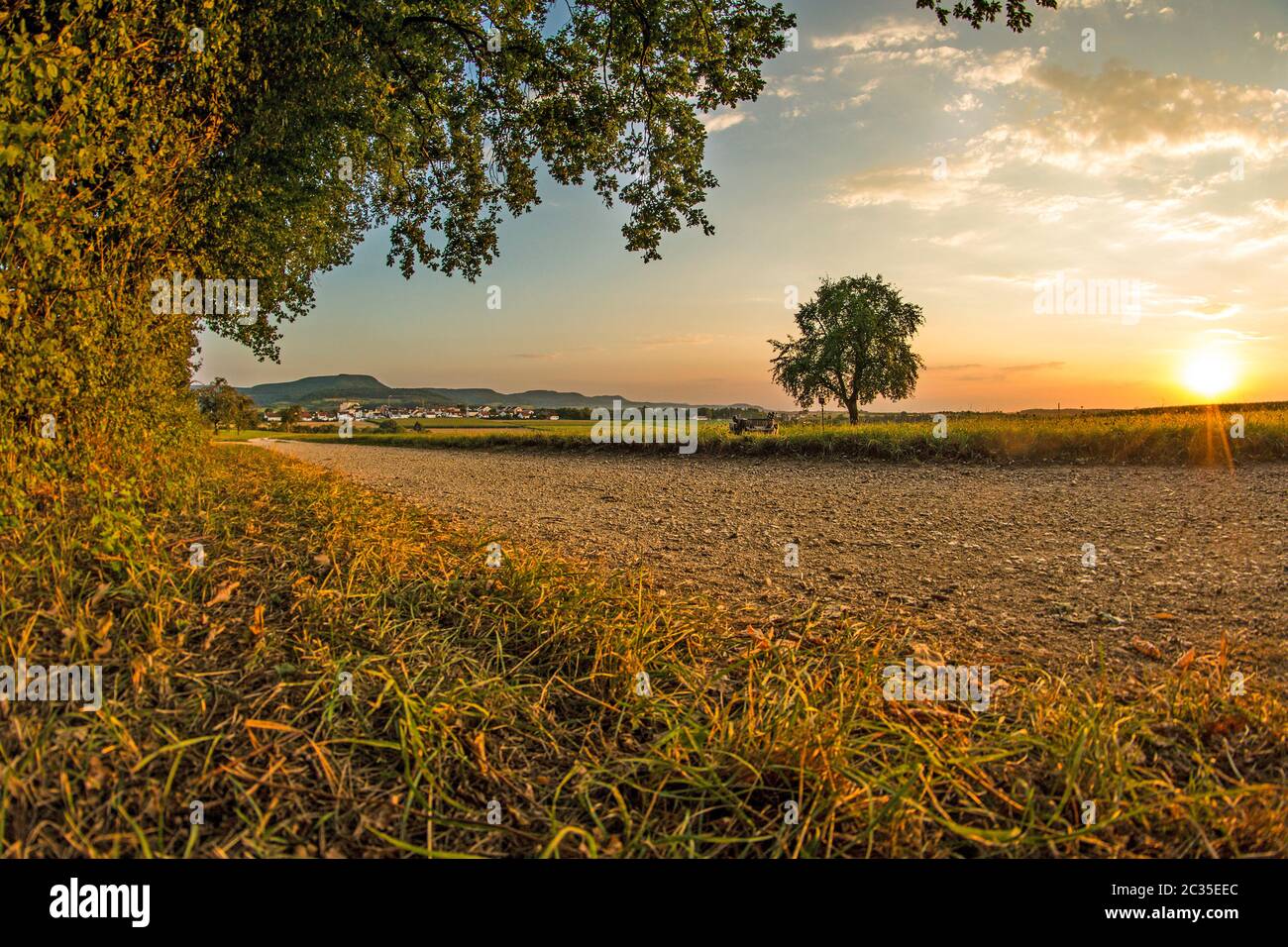 sunset in summertime with tree in Germany Stock Photo - Alamy
