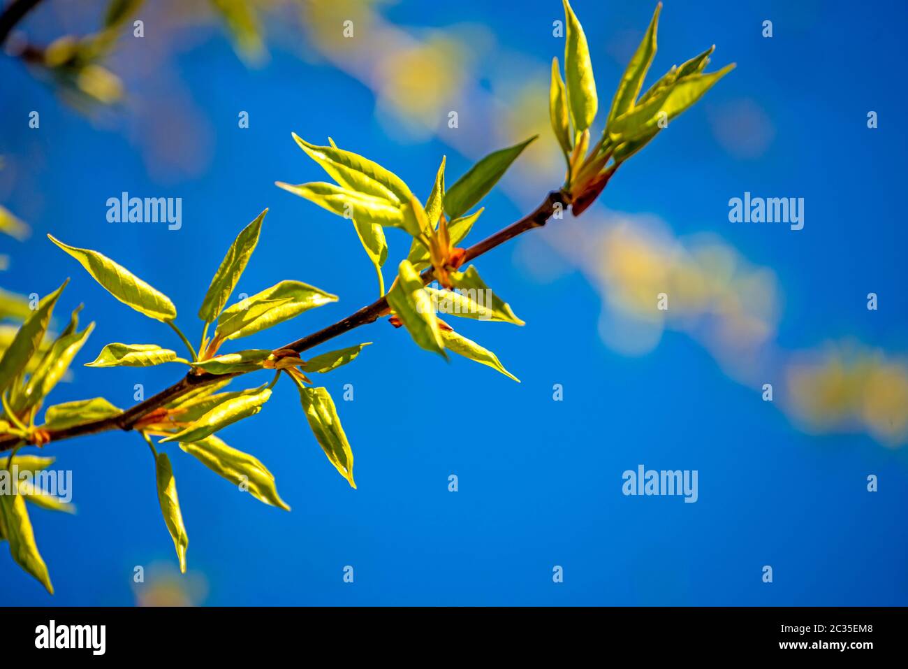 tree leaves in spring with a blue sky Stock Photo - Alamy