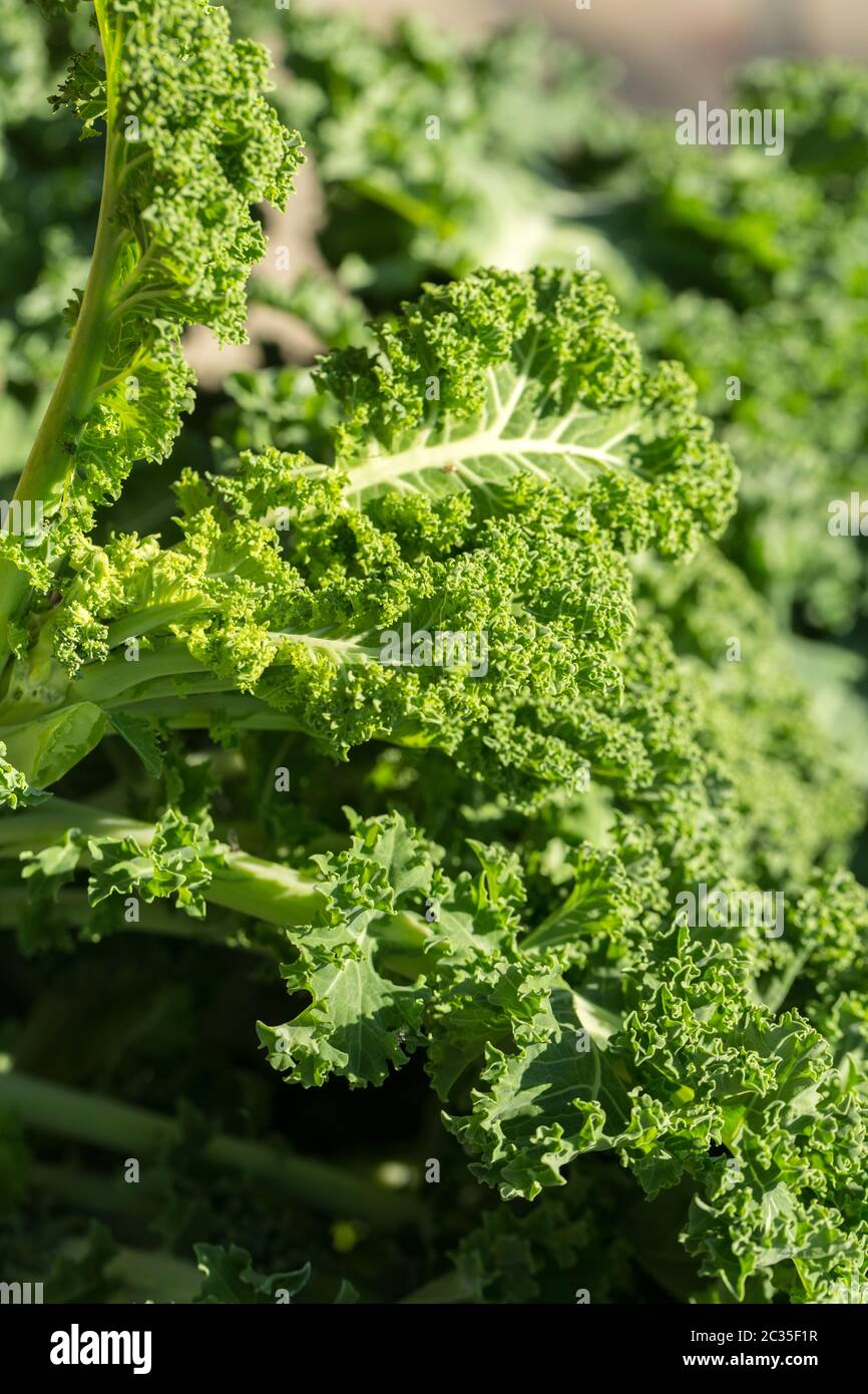A healthy fresh curly kale Stock Photo - Alamy