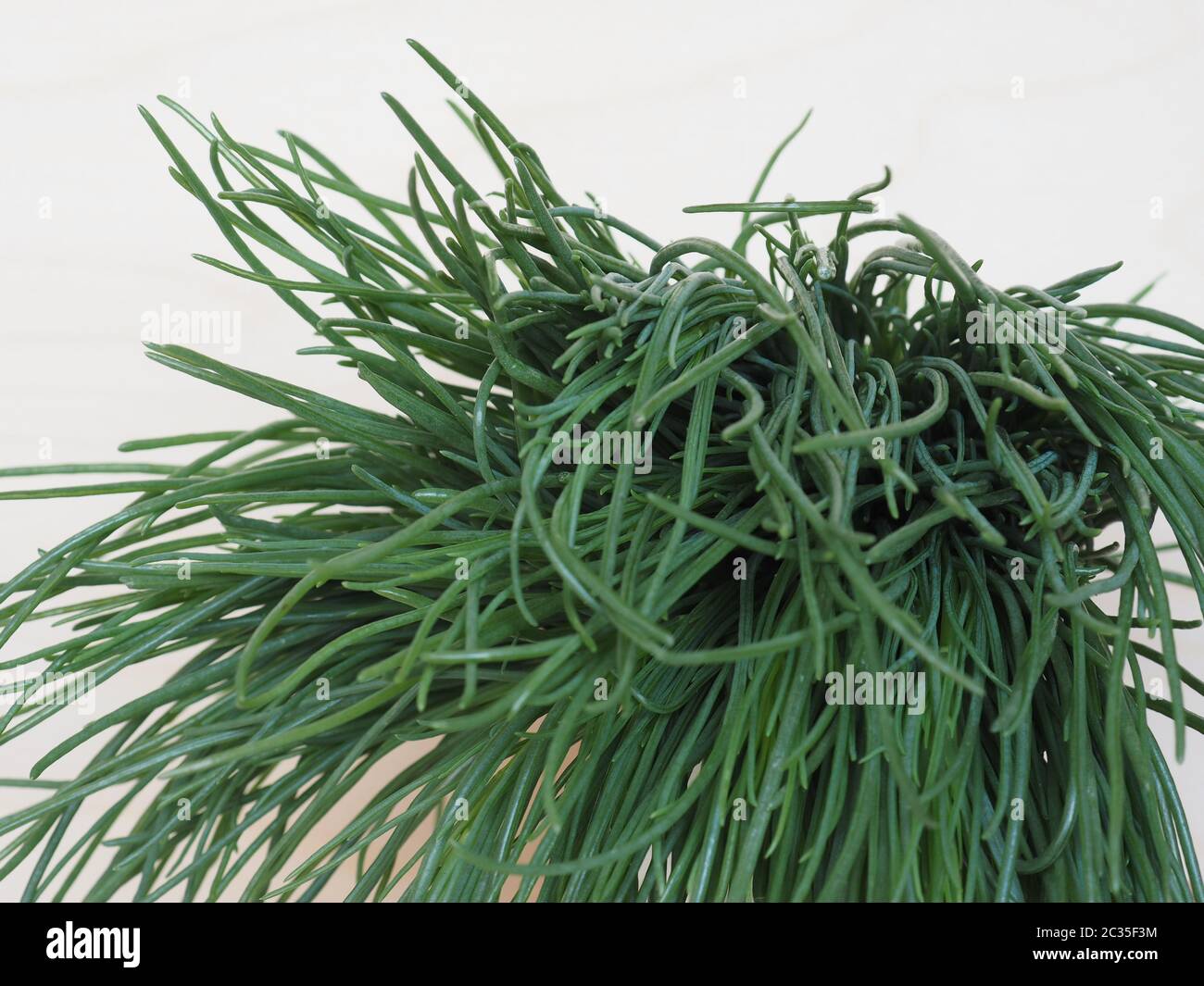 Barilla Plant High Resolution Stock Photography and Images - Alamy