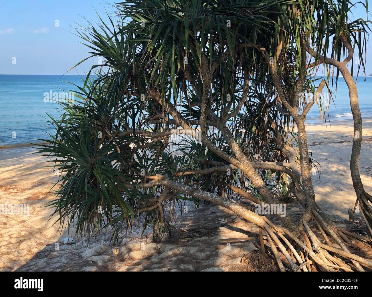Beach and palm trees on the island of Phuket in Thailand Stock Photo ...