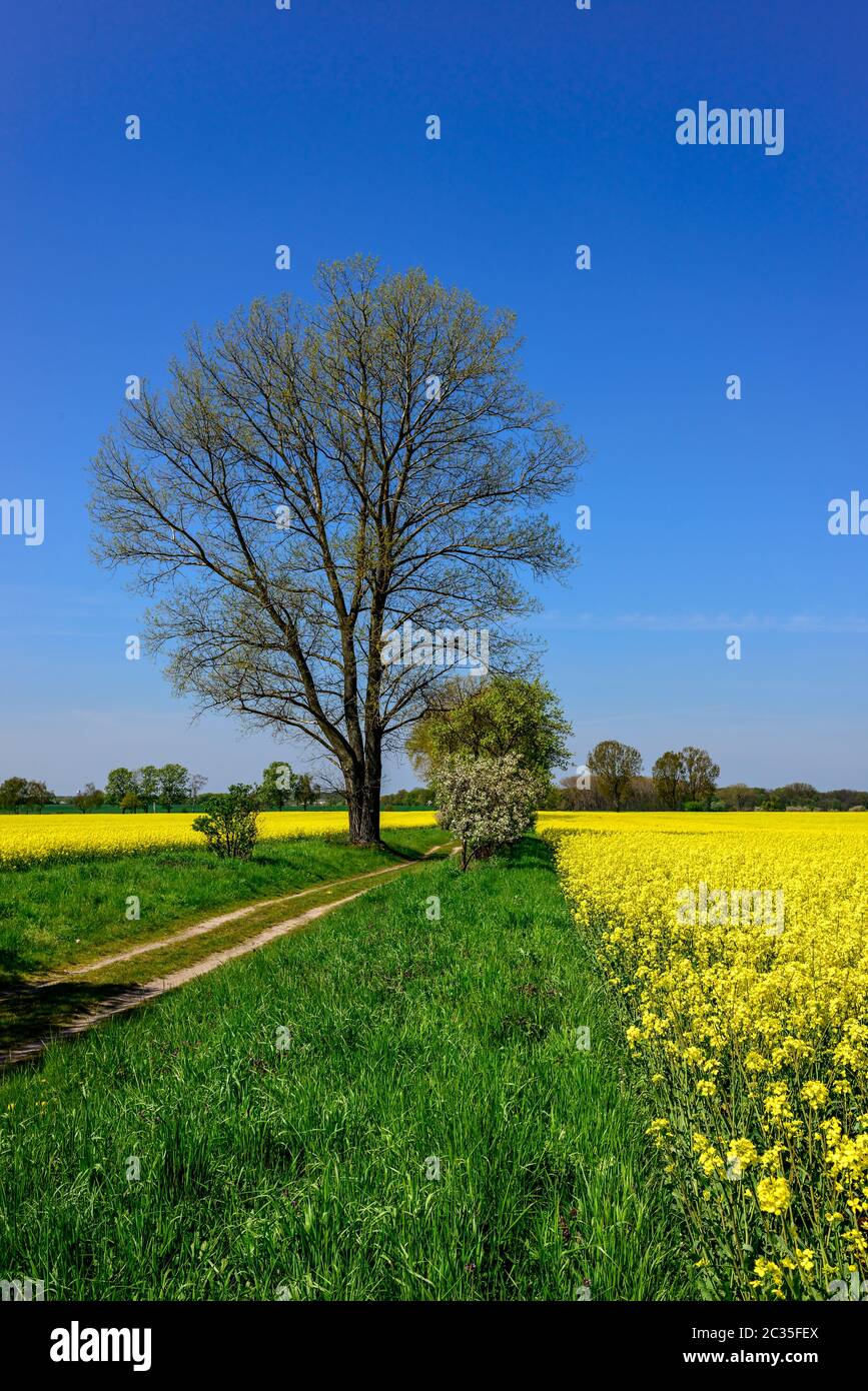Hiking trail at the Barnimer Feldmark (Barnim Plateau) near Krummensee ...