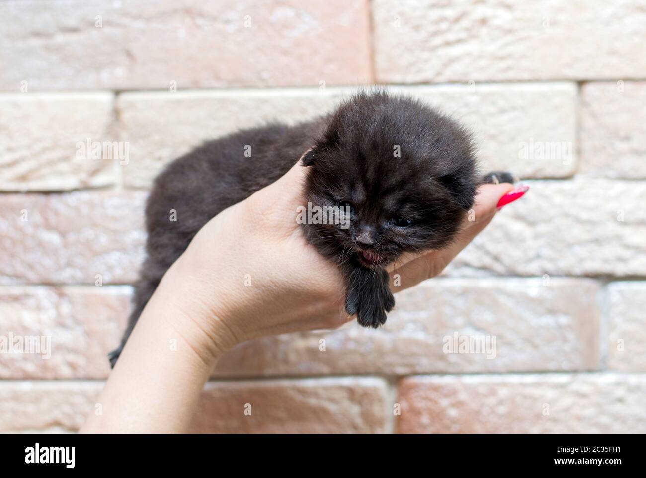 Cats face with brick wall background hi-res stock photography and ...