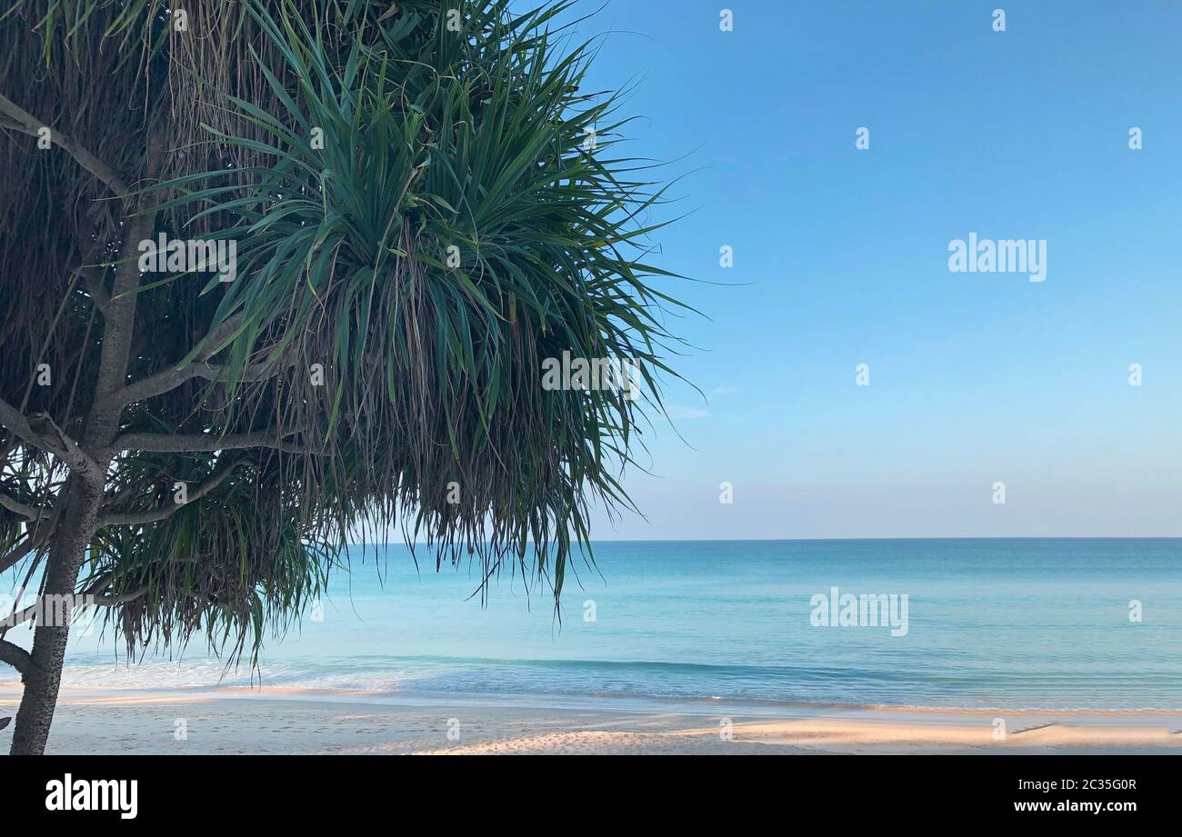 Beach and palm trees on the island of Phuket in Thailand Stock Photo ...