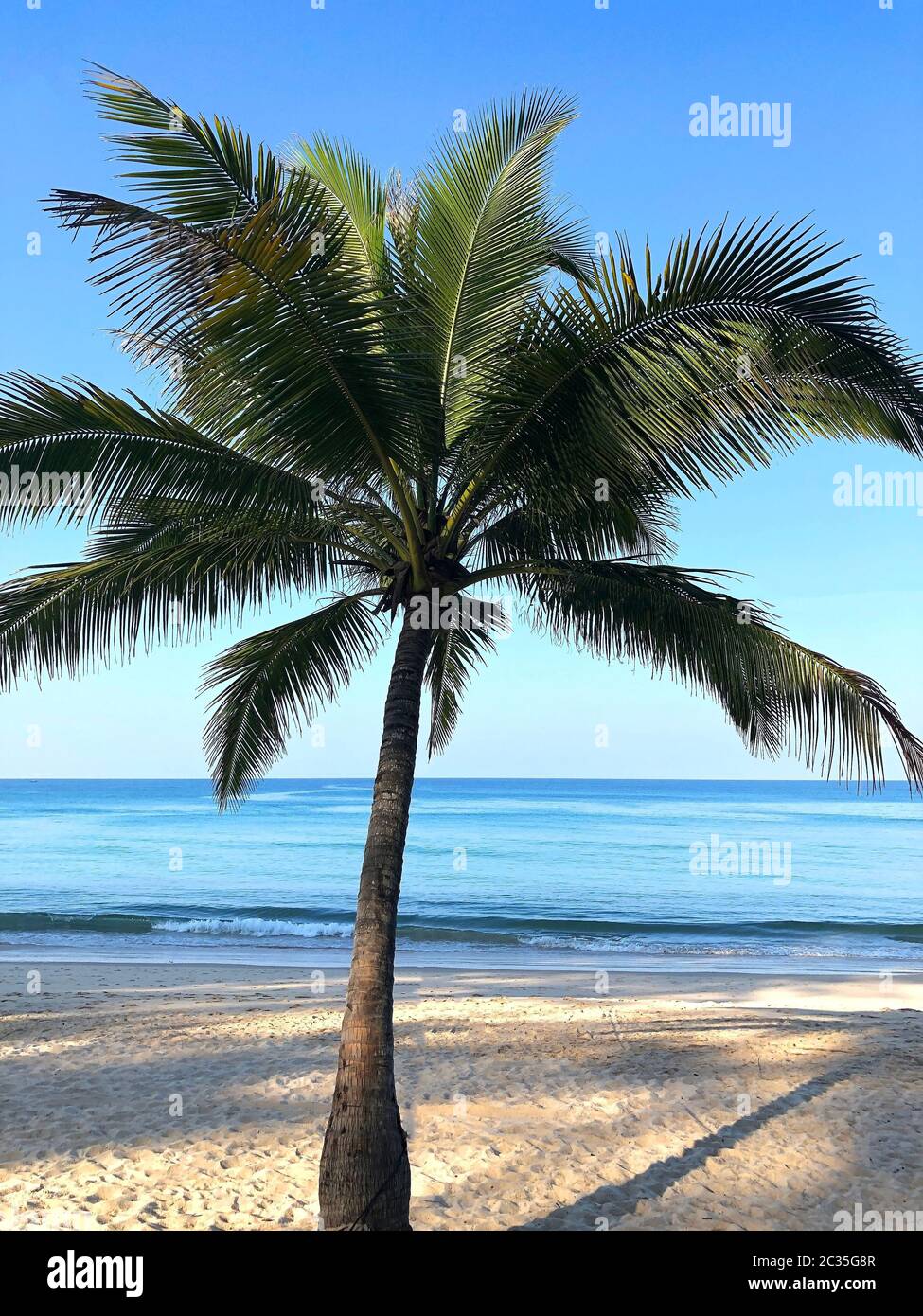 Beach and palm trees on the island of Phuket Stock Photo - Alamy