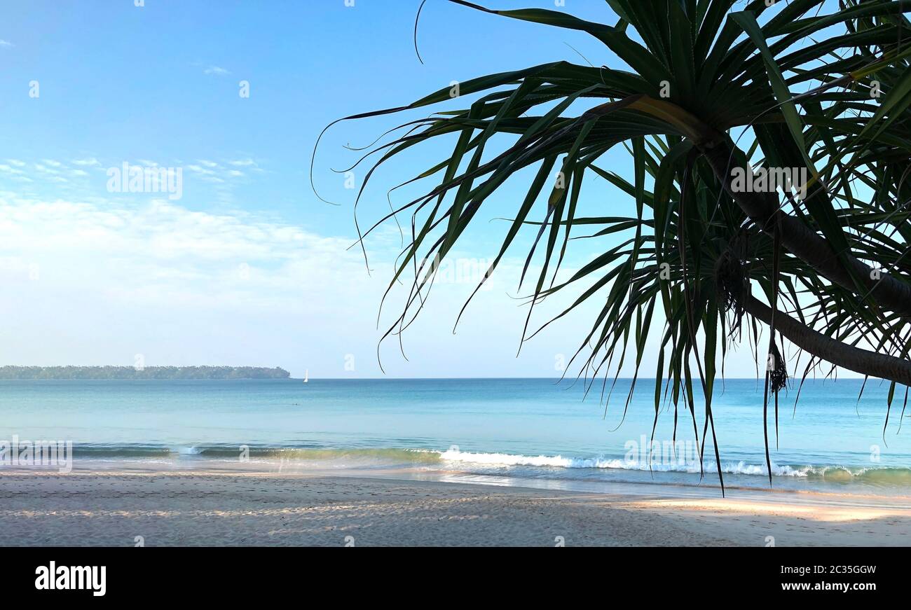 Beach and palm trees on the island of Phuket in Thailand Stock Photo ...