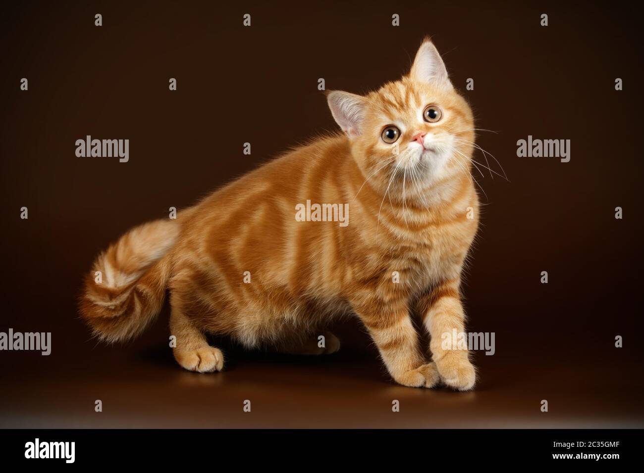 Studio photography of a scottish straight shorthair cat on colored ...