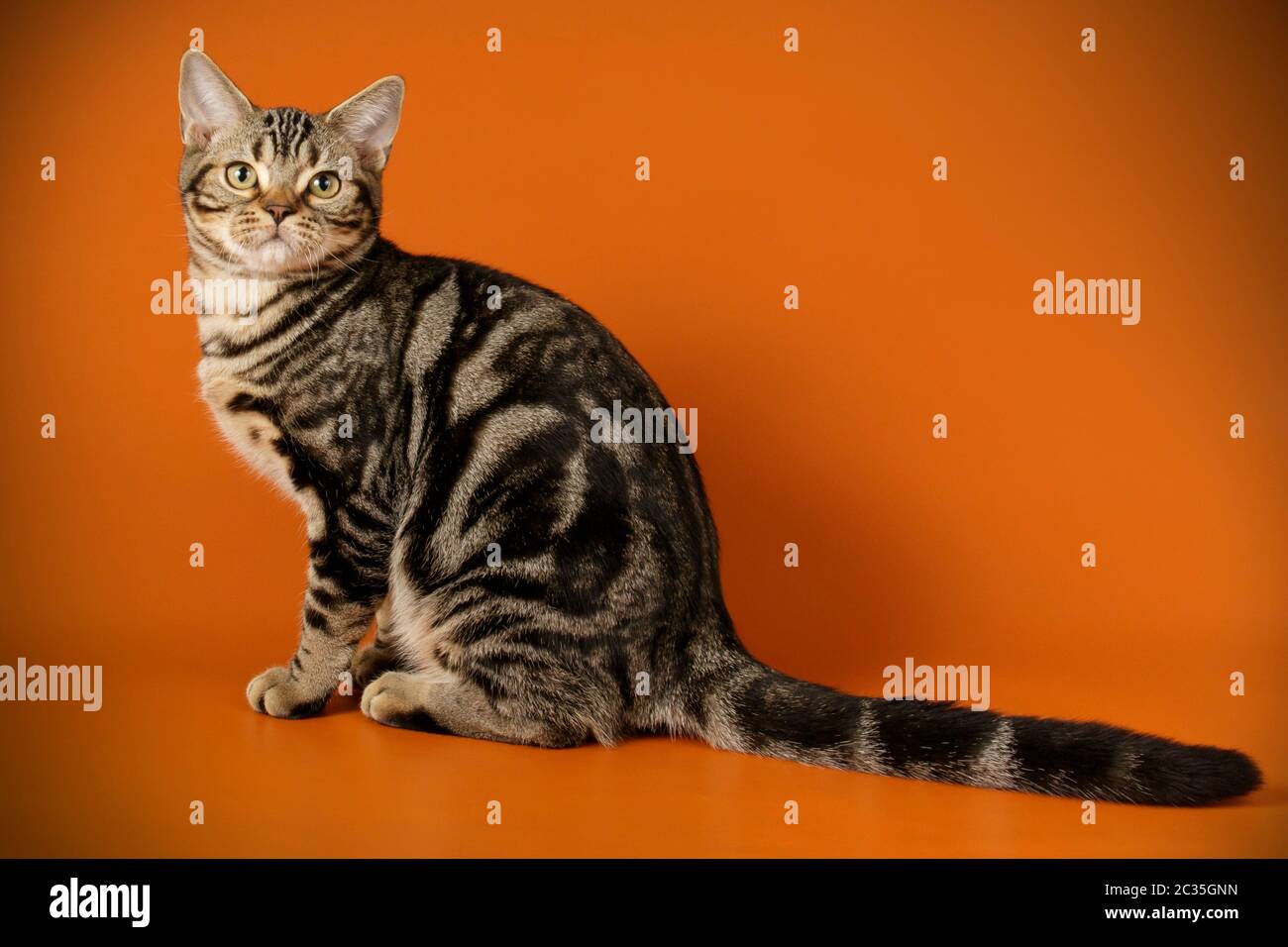American Shorthair Mackerel Tabby