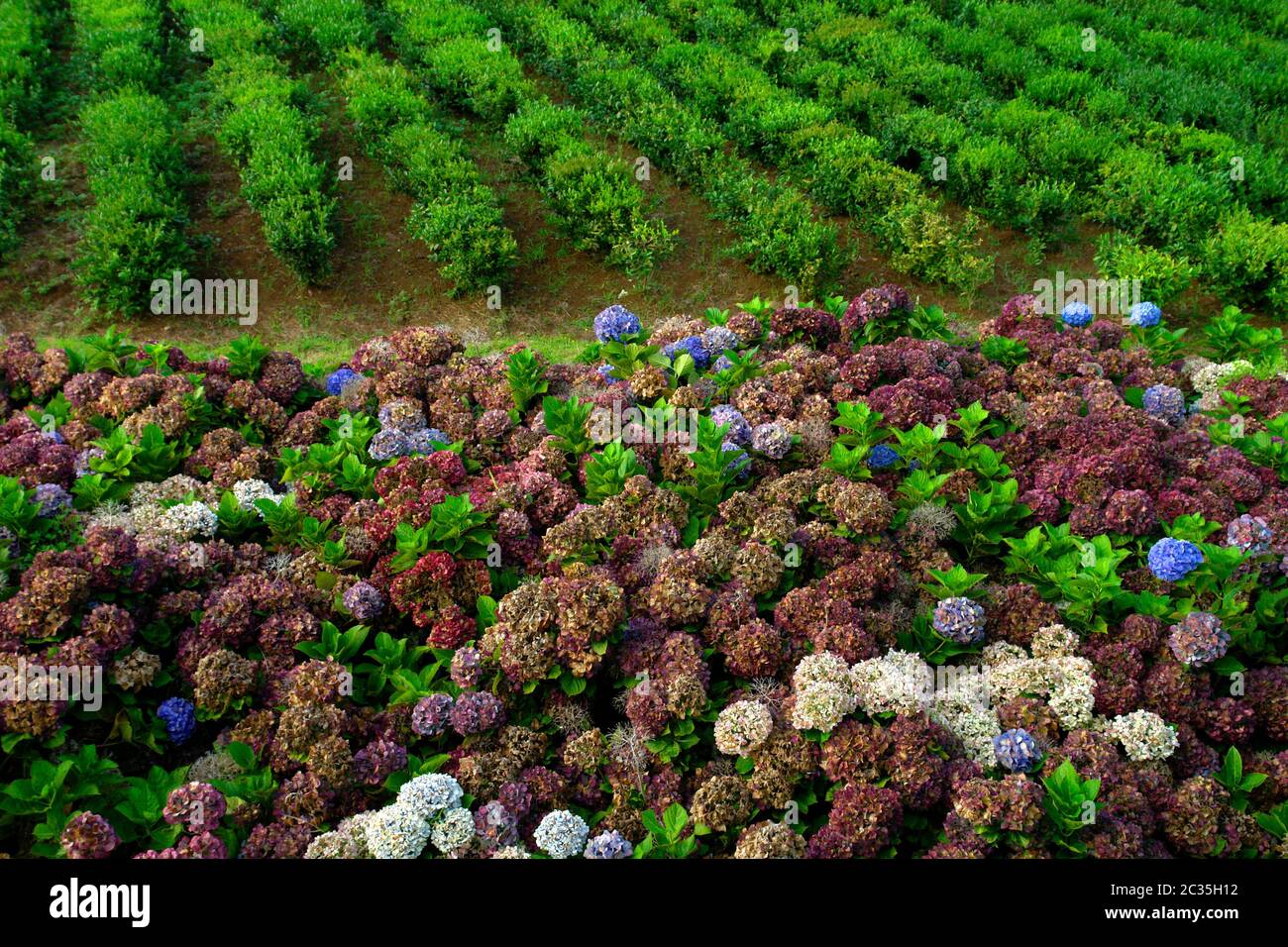 Hortensia typical flower of azores in a tea field Stock Photo - Alamy