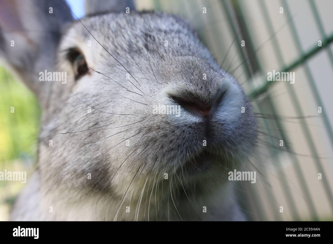 A gray domestic rabbit close up Stock Photo - Alamy
