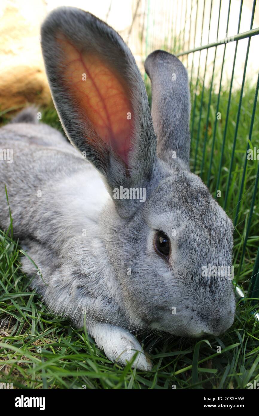 A gray domestic rabbit close up Stock Photo - Alamy