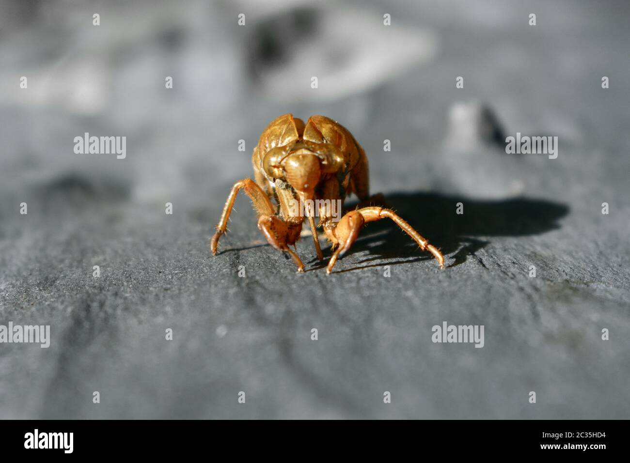 Cicada shell on a tree Stock Photo - Alamy