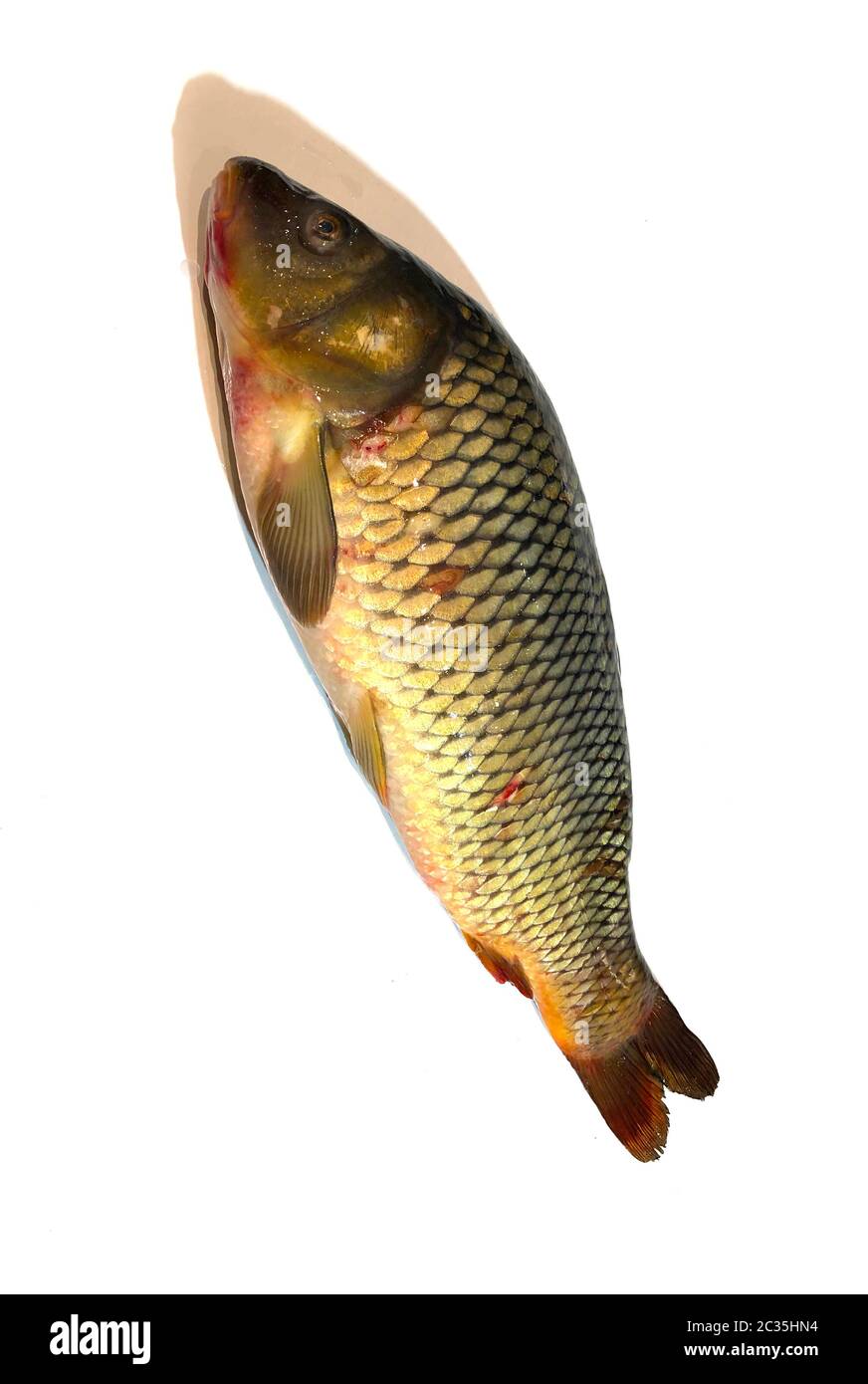 Isolated on white background carp fish Stock Photo - Alamy