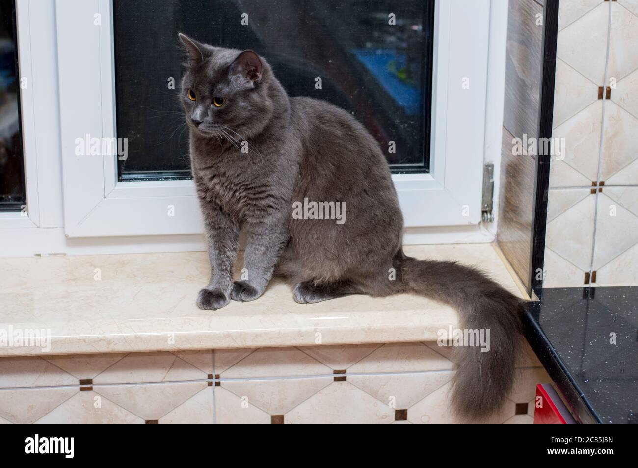 a large grey cat sits on the windowsill, the theme of domestic cats ...