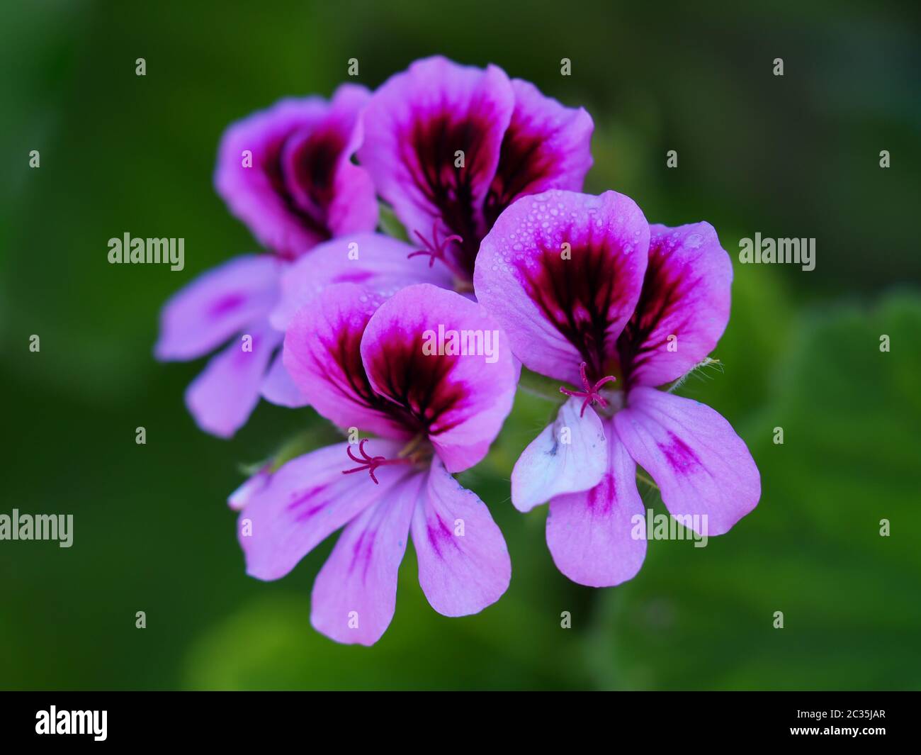 Beautiful rose geranium Pelargonium flower with pink and purple petals ...