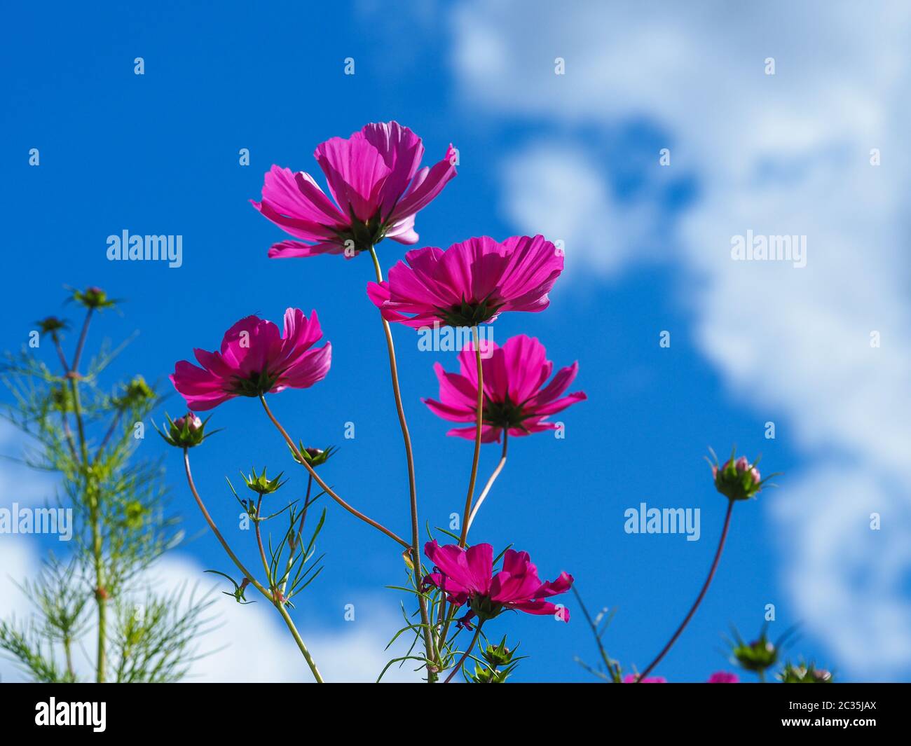 Tall bright pink Cosmos flowers in a summer garden growing towards a ...