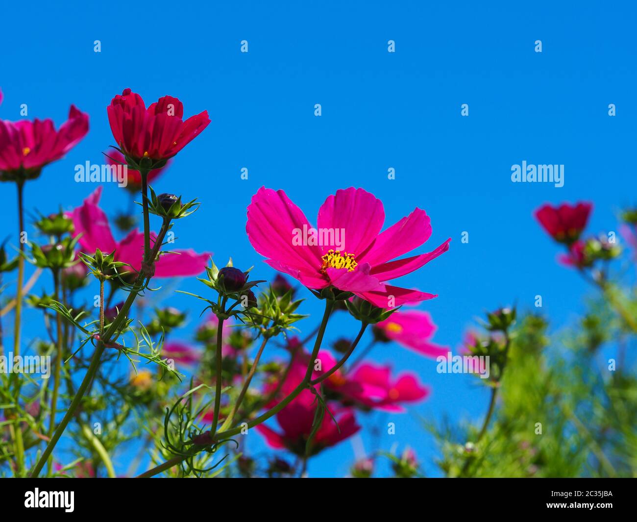 Bright pink Cosmos flowers in a summer garden with a clear blue sky ...
