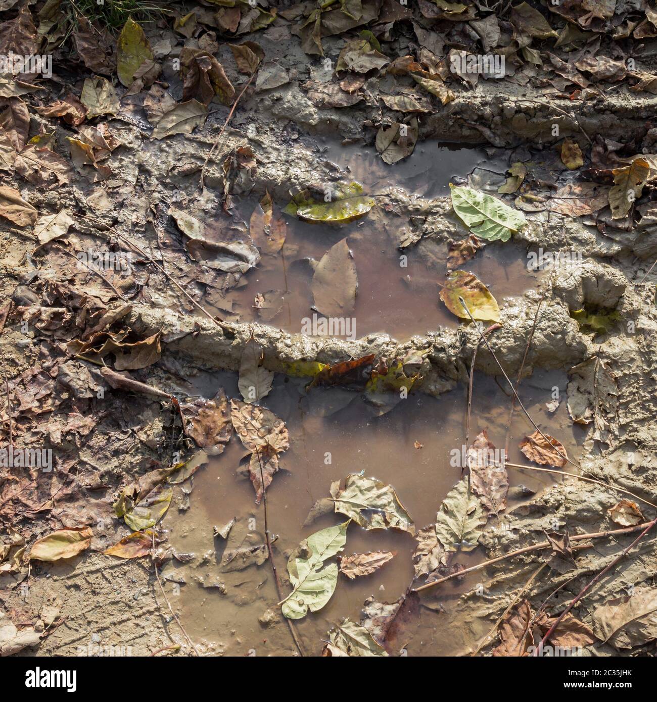 Puddle of mud Stock Photo - Alamy
