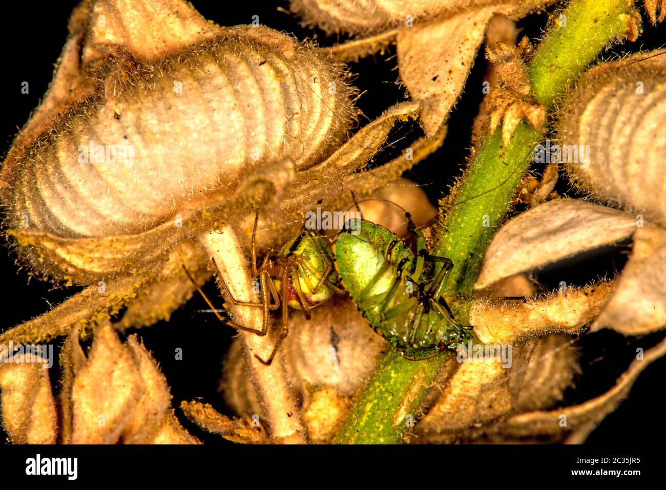 green huntsman spider with caught bug Stock Photo - Alamy