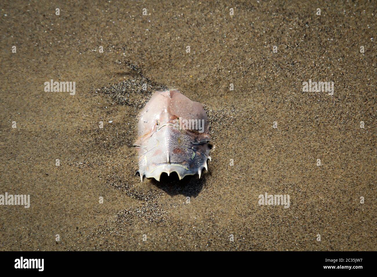 Details, remains of a crustacean, crab, The shell of a crustacean Stock ...