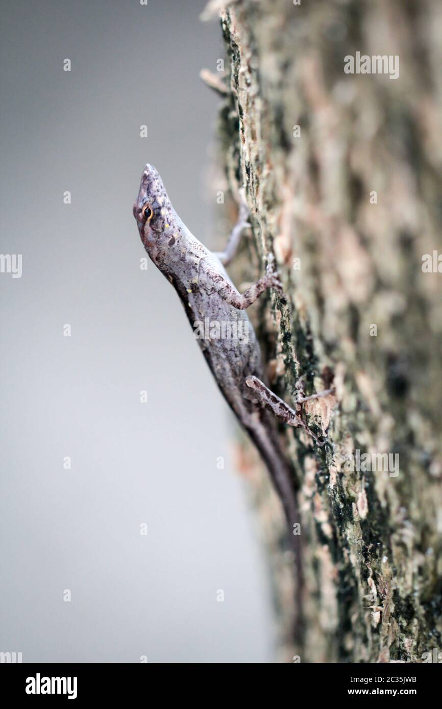 Anole lizard water hi-res stock photography and images - Alamy