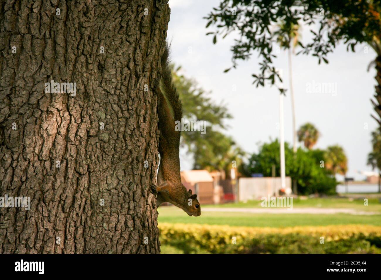 a squirrel climbs around a tree trunk Stock Photo - Alamy