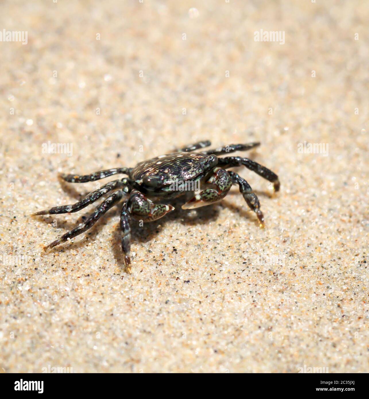 Spider crab ocean hi-res stock photography and images - Alamy