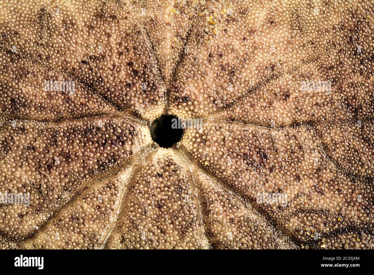 View, structure of a sand dollar, macro of a sand dollar Stock Photo ...