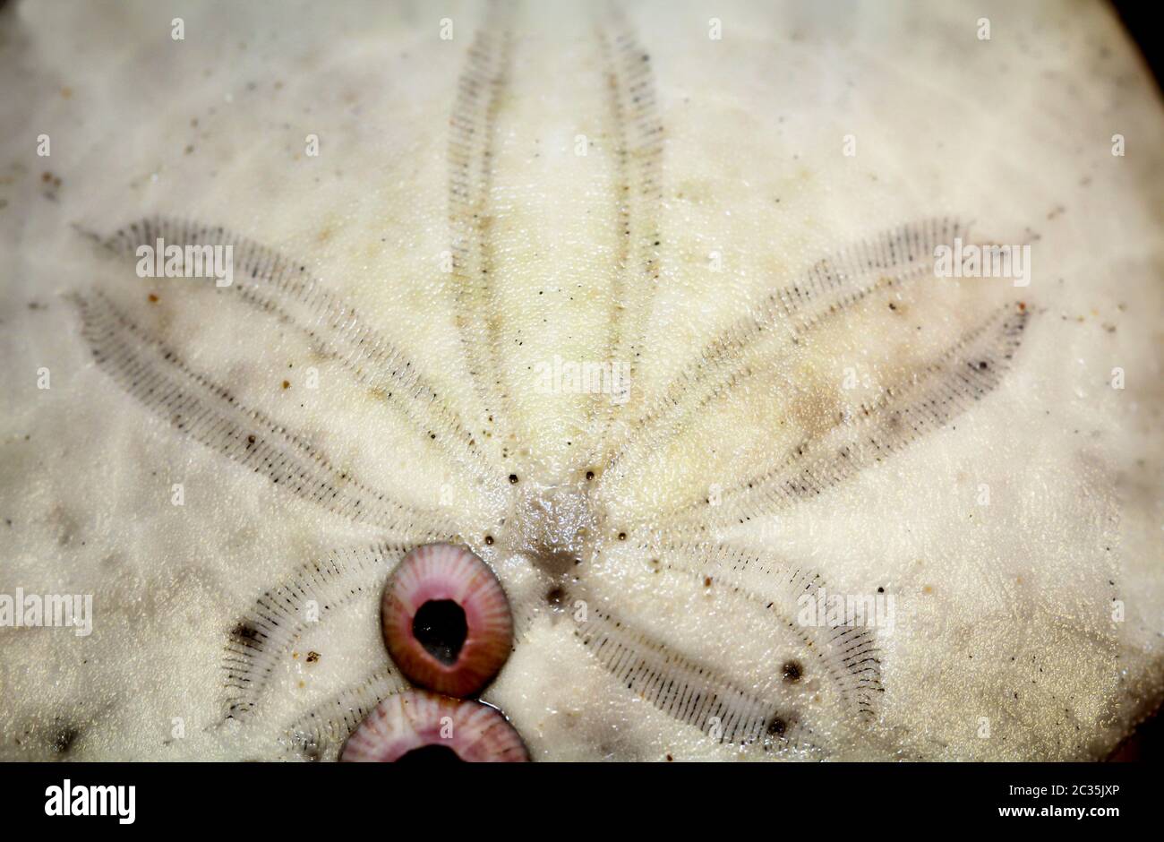 View, structure of a sand dollar, macro of a sand dollar Stock Photo ...