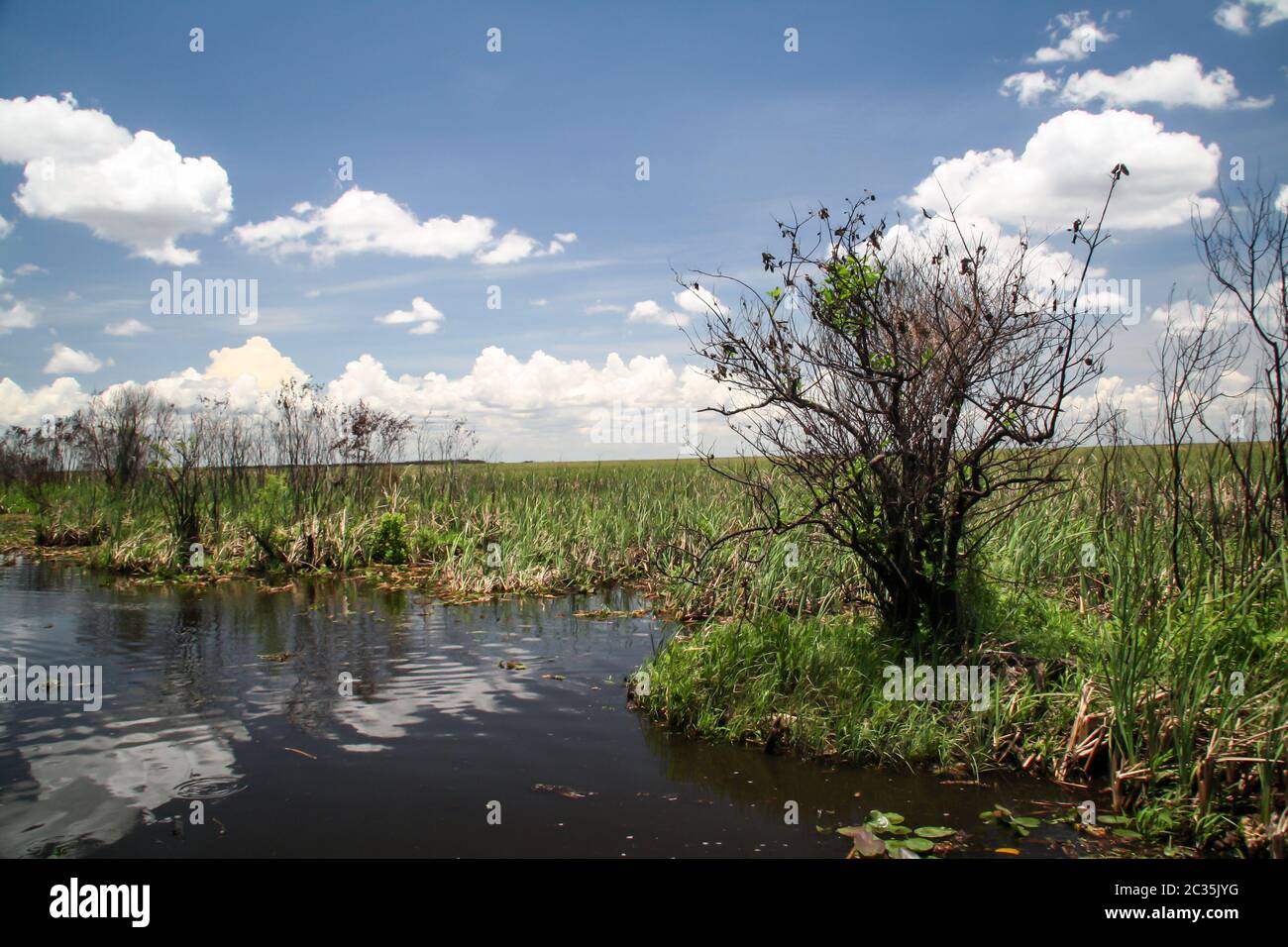 View of the Everglades, a large landscape area in Florida Stock Photo ...