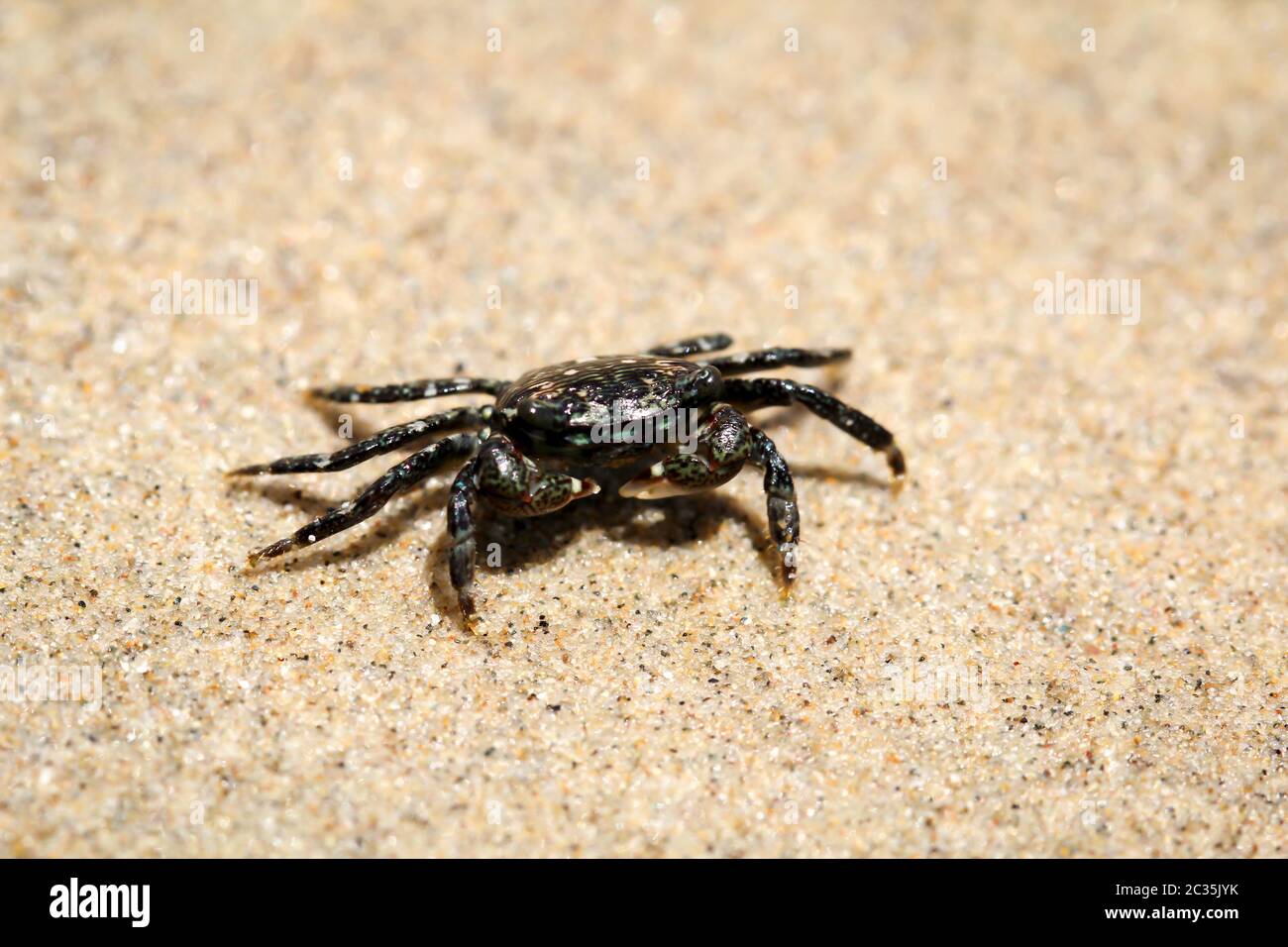 a small crab on the beach on the Pacific Ocean Stock Photo - Alamy