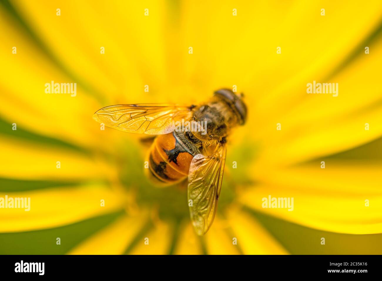 Drone fly, hoverfly on yellow flower Stock Photo - Alamy