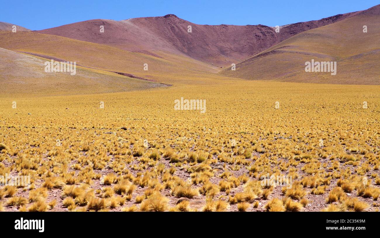 Peruvian feathergrass, jarava ichu, in the Puna de Atacama, Argentina ...